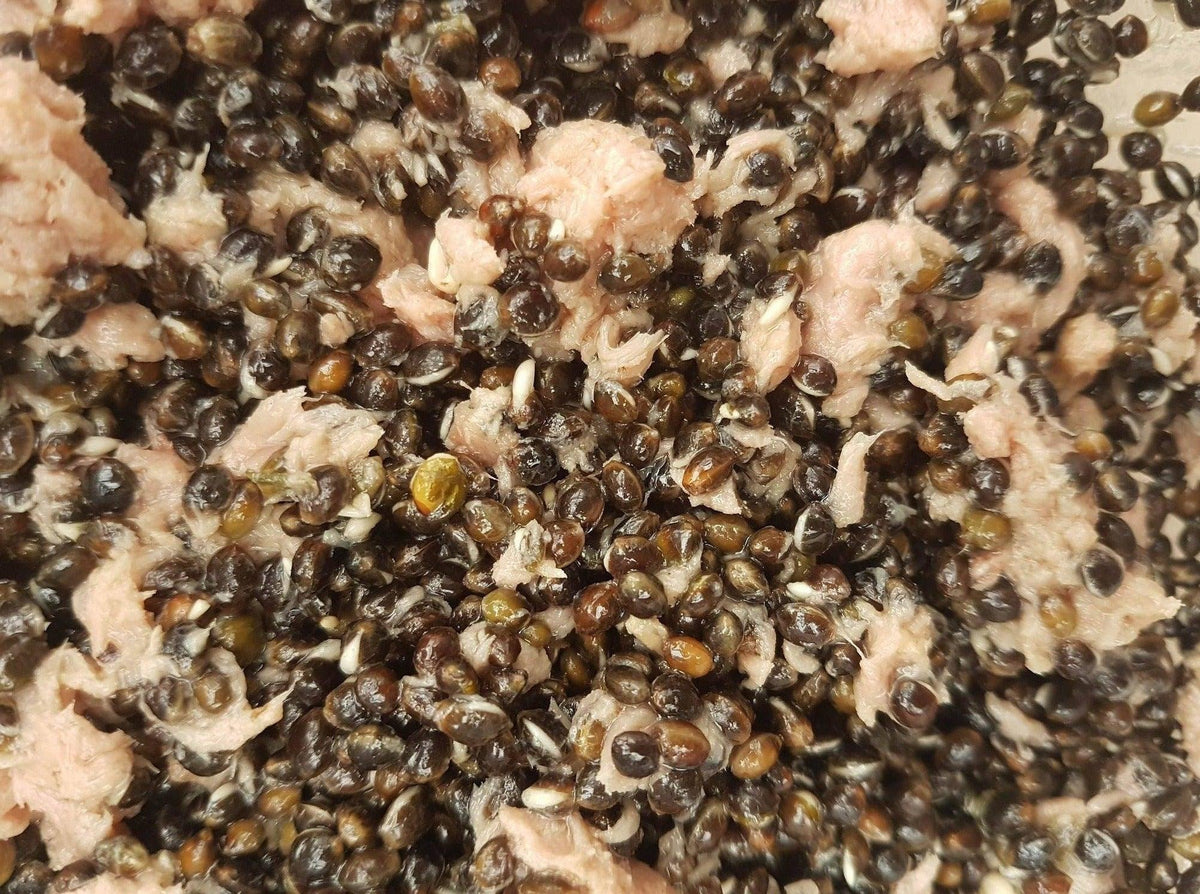 Hemp & Tuna| Impact Particles