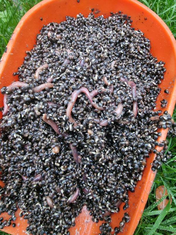 Hemp & Worms – Impact Particles